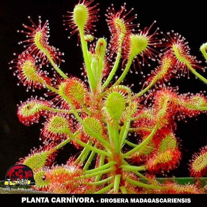 Compre Agora Planta Carnívora Drosera Madagascariensis