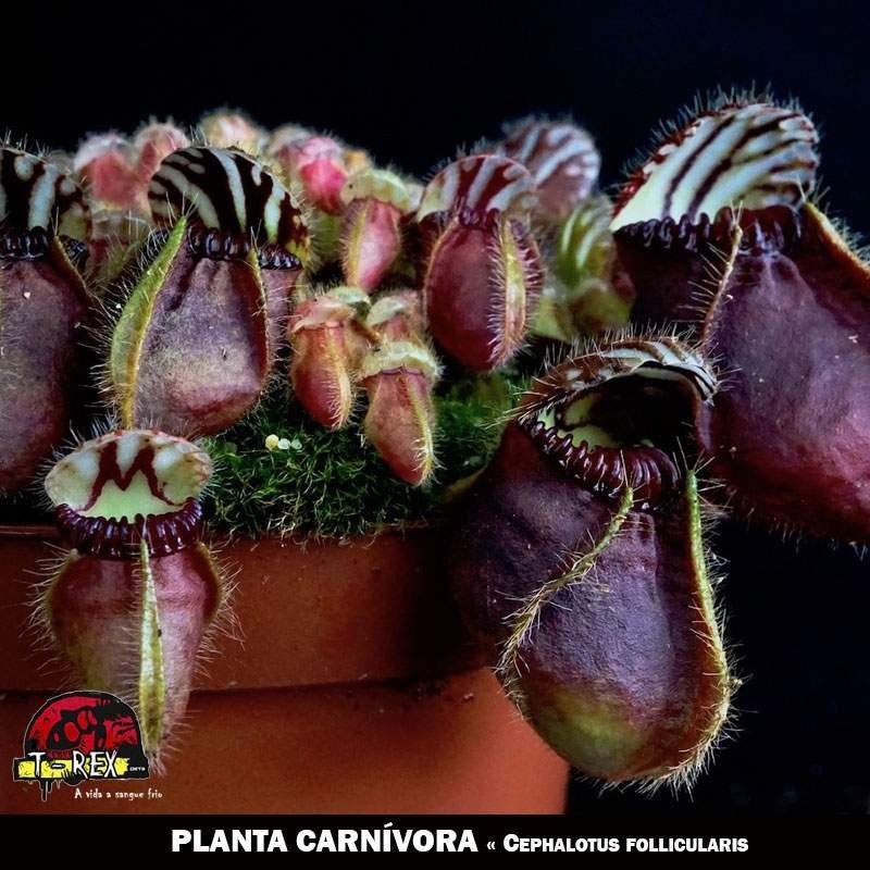 Planta Carnívora - Cephalotus follicularis: Como Cuidar e Cultivar
