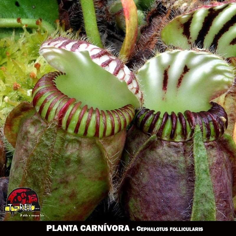 Planta Carnívora - Cephalotus follicularis: Como Cuidar e Cultivar