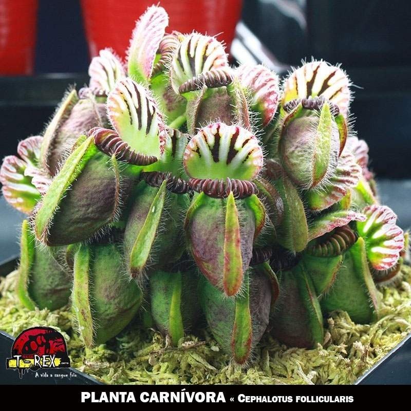 Planta Carnívora - Cephalotus follicularis: Como Cuidar e Cultivar