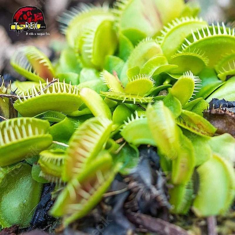 Compre Plantinha Carnívora - Tenha uma planta única em casa!